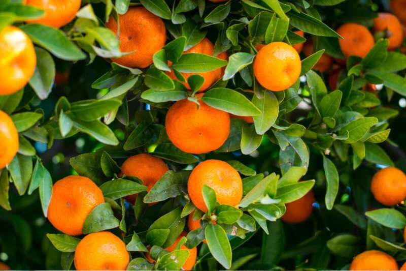 Como saber se a laranja está boa - Notícias Concursos