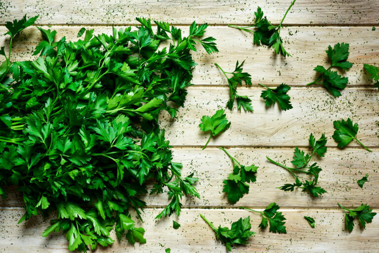 Como plantar cheiro verde em casa - Notícias Concursos