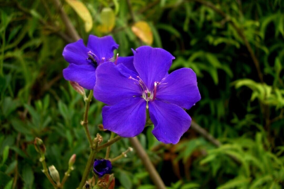 Aprenda a cultivar quaresma em seu jardim
